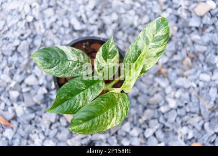 rhaphidophora puberula variegated in the pot Stock Photo - Alamy