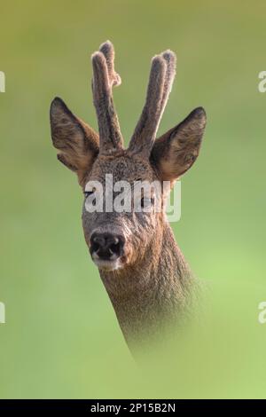 a portrait of a pretty roebuck in summer Stock Photo - Alamy