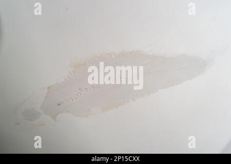 Leaky roof dampness in bedroom ceiling walls. Water droplets forming ...