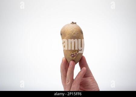 Ripe brown bio potato held in hand by Caucasian male. Close up studio ...