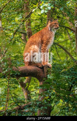 a handsome lynx hides in colorful spring forest Stock Photo - Alamy