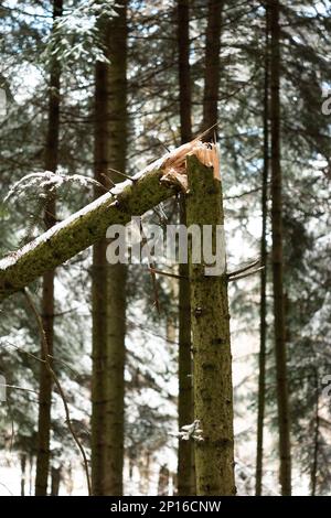 Split in half tree trunk from heavy snowfall in a forest sharp ...