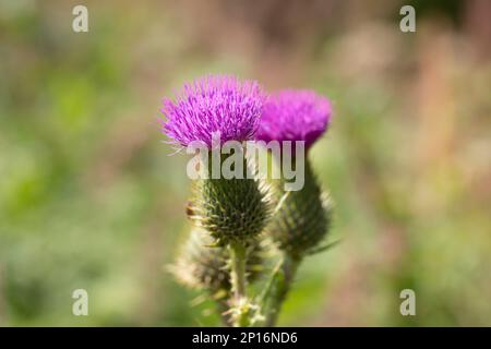 The alpine thistle (Carduus defloratus), even mountain-thistle called ...