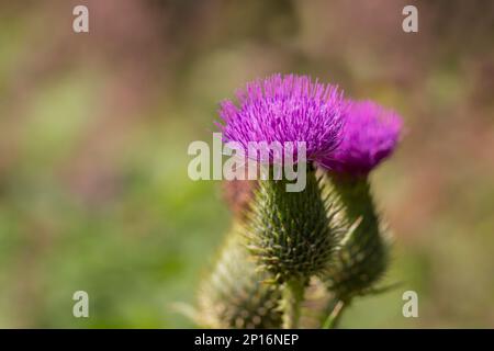The alpine thistle (Carduus defloratus), even mountain-thistle called ...