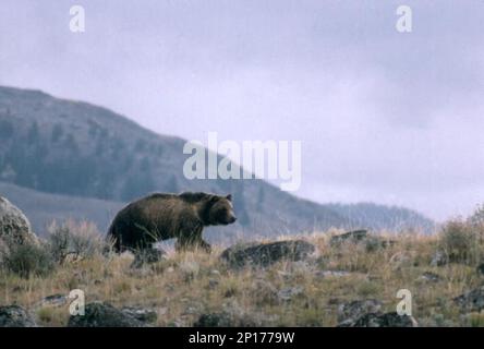 Grizzly bear walking on ridge with mountainside in Fall colors in ...