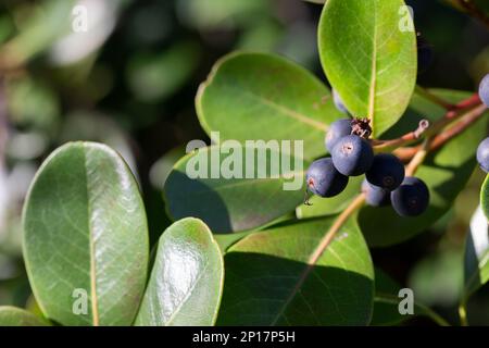 Fruit-bearing Rhaphiolepis indica. Evergreen shrub, multi-stemmed dwarf ...