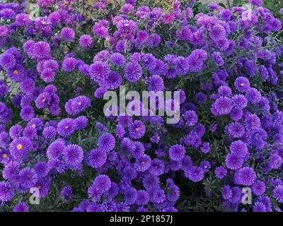 Symphyotrichum novae angliae Grape Crush purple flower in the garden ...