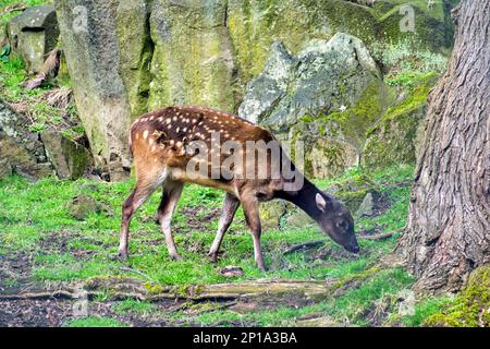 Visayan spotted deer also known as Philippine spotted deer mother and ...
