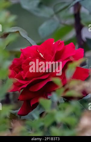 Cinnamon rose, Rosa majalis in blossom, horizontal composion Stock ...