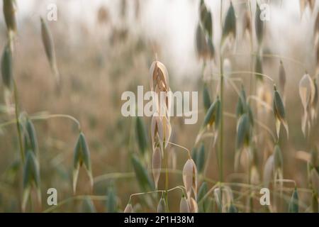 Oat Rice Plants in nature Background Stock Photo - Alamy