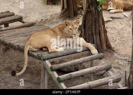 A lioness lying in a zoo Stock Photo - Alamy