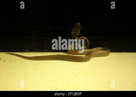 Lycodon aulicus, commonly known as the Indian wolf snake, is a species ...