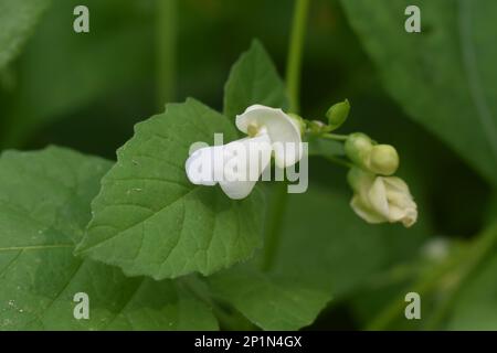 White blooms on a green bean plant in rural Missouri, MO, United States ...