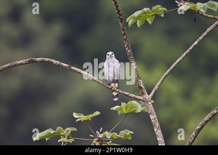 grey-lined hawk, Buteo nitidus, adult perched on branch of tree ...