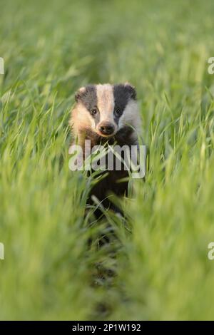 Eurasian Badger (Meles meles) adult, standing amongst grass in small ...
