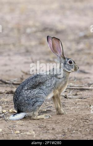 Scrub Hare, Mountain Hare, scrub hares (Lepus saxatilis), Scrub Hare ...