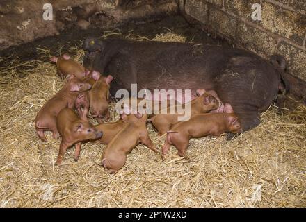 Duroc pig, Duroc pigs, purebred, farm animals, domestic animals (cloven ...