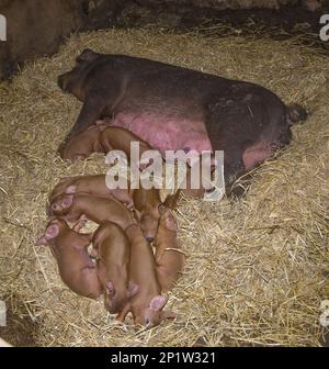 Duroc pig, Duroc pigs, purebred, farm animals, domestic animals (cloven ...