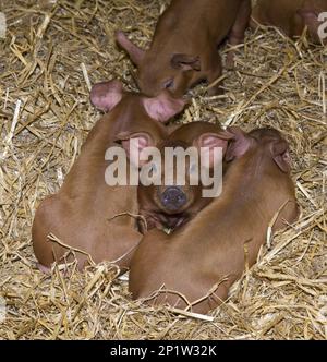 Duroc pig, Duroc pigs, purebred, farm animals, domestic animals (cloven ...