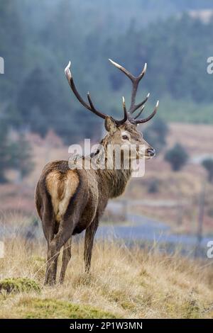 Red Deer on the Isle of Jura Stock Photo - Alamy
