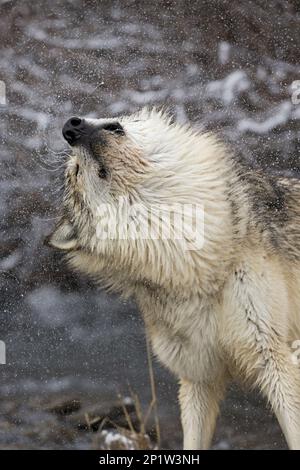 Gray Wolf (Canis lupus) shaking off water Stock Photo - Alamy