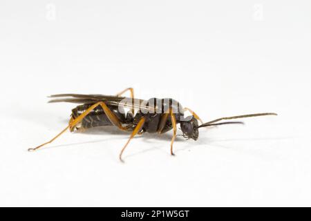 Grey black negro ant (Formica fusca), Grey black slave ants, Scale ant ...