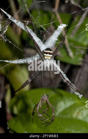 Multicoloured St. Andrew's Cross Spider (Argiope versicolor) adult ...