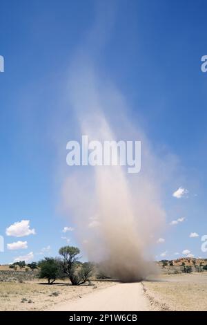 Dust devil cyclone crosses dry river bed in semi-desert, Kalahari ...