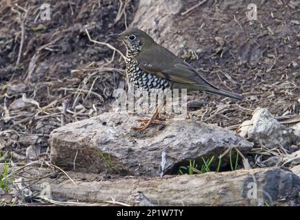 Alpine Thrush (Zoothera mollissima) adult, standing on rock, Arunachal ...