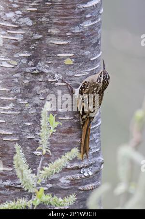Himalayan Treecreeper, songbirds, animals, birds, Bar-tailed ...