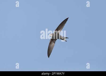 Common swift (Apus apus pekinensis, Apus pekinensis), in flight, side ...
