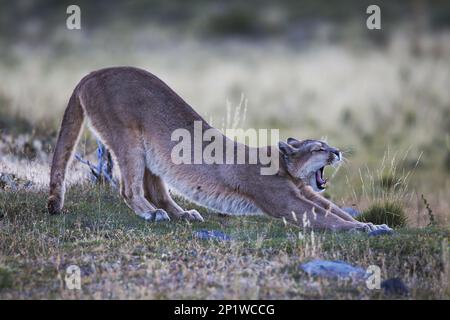 Southern South American Cougar, Southern South American Pumas, Felis ...