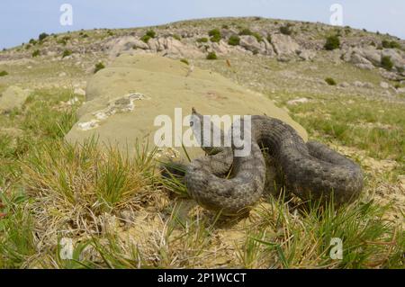 European horned viper, Sand viper, European horned vipers, Sand vipers ...