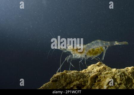 Pond shrimp (Palaemonetes antennarius), European freshwater shrimp ...