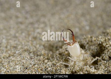 Antlion, Antlion, Other animals, Insects, Animals, Antlion (Synclisis ...