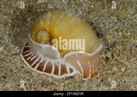 Moon Snails (Naticidae Stock Photo - Alamy