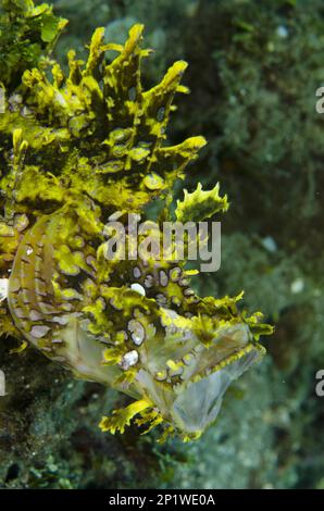 Tentacle dragonhead, Tentacle dragonheads, Fringe dragonhead, Fringe ...