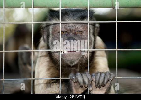 Capuchin Monkey (Cebinae sub-family), gripping onto cage, Tzaneen Lion ...