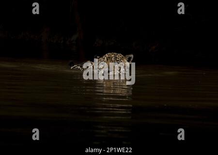 Parana jaguar, south american jaguar (Panthera onca palustris ...