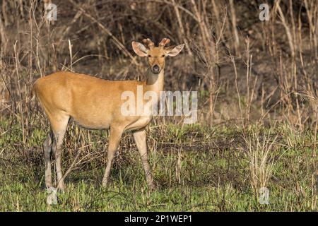 Eastern swamp deer or Barasingha at Kaziranga National Park, Assam ...