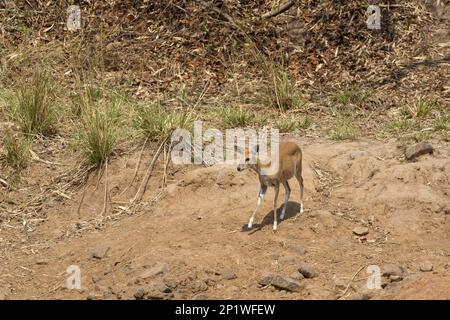 Four-horned antelope (Tetracerus quadricornis), Four-horned antelope ...