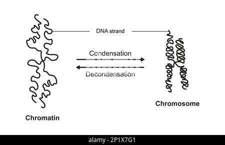 Condensation of DNA, illustration Stock Photo - Alamy