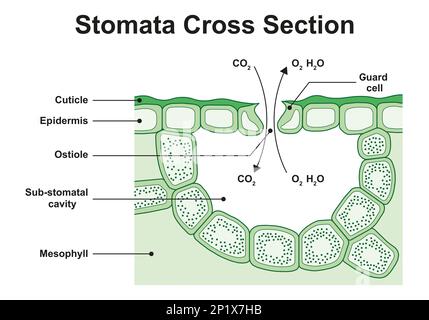Stomata structure, illustration Stock Photo - Alamy
