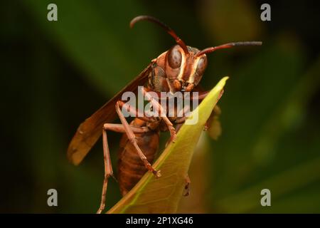 Giant Brown Paper Wasp (Polistes gigas) Insecta Stock Photo - Alamy