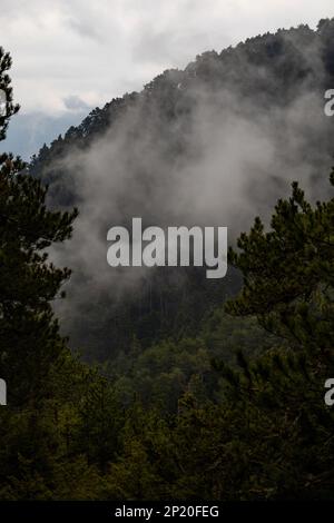 Mountain landscape with cut tree trunks Stock Photo - Alamy