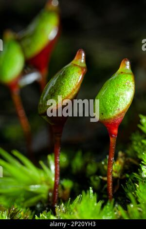 Bug-on-a-stick (Buxbaumia aphylla Stock Photo - Alamy
