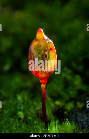 Bug-on-a-stick (Buxbaumia aphylla Stock Photo - Alamy