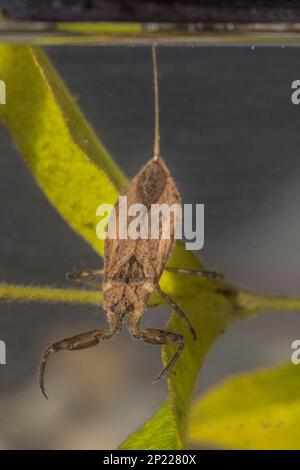 Water bug, Nepomorpha Stock Photo - Alamy