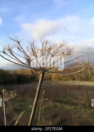 hogweed yellow flower in blue sky white cloud at foot mountain Stock ...