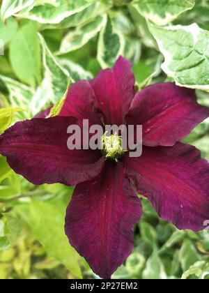 Detail of a dark red clematis flower in full bloom Stock Photo - Alamy